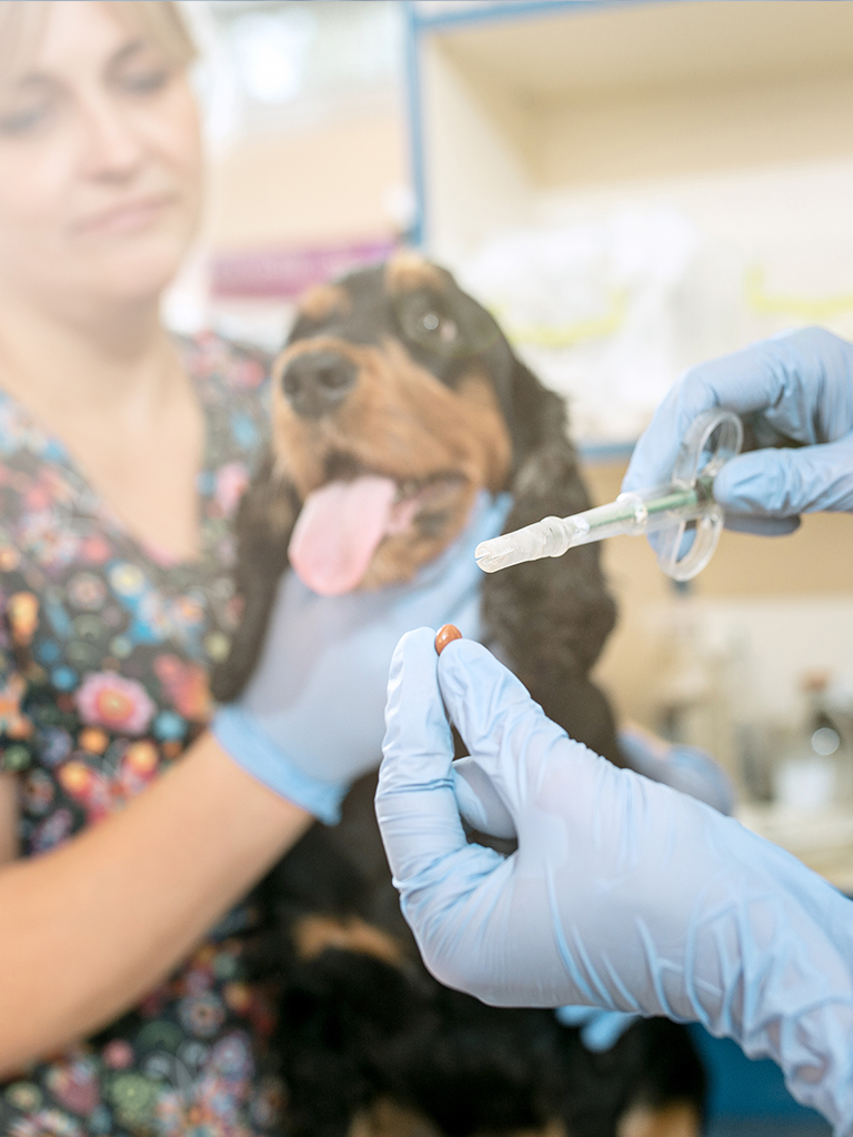 Cooperative Care for Pets - Forrest Animal Behaviour