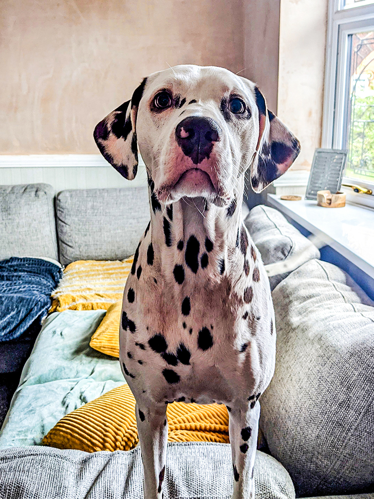 Dizzy - Forrest Animal Behaviour