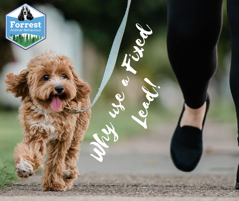 Why we recommend fixed leads... - Forrest Animal Behaviour