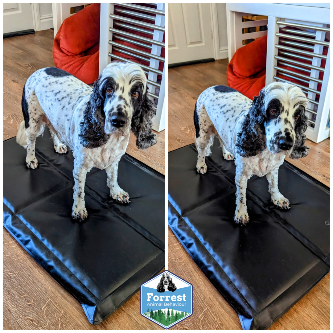 Stance Analyser - Forrest Animal BehaviourForrest Animal Behaviour